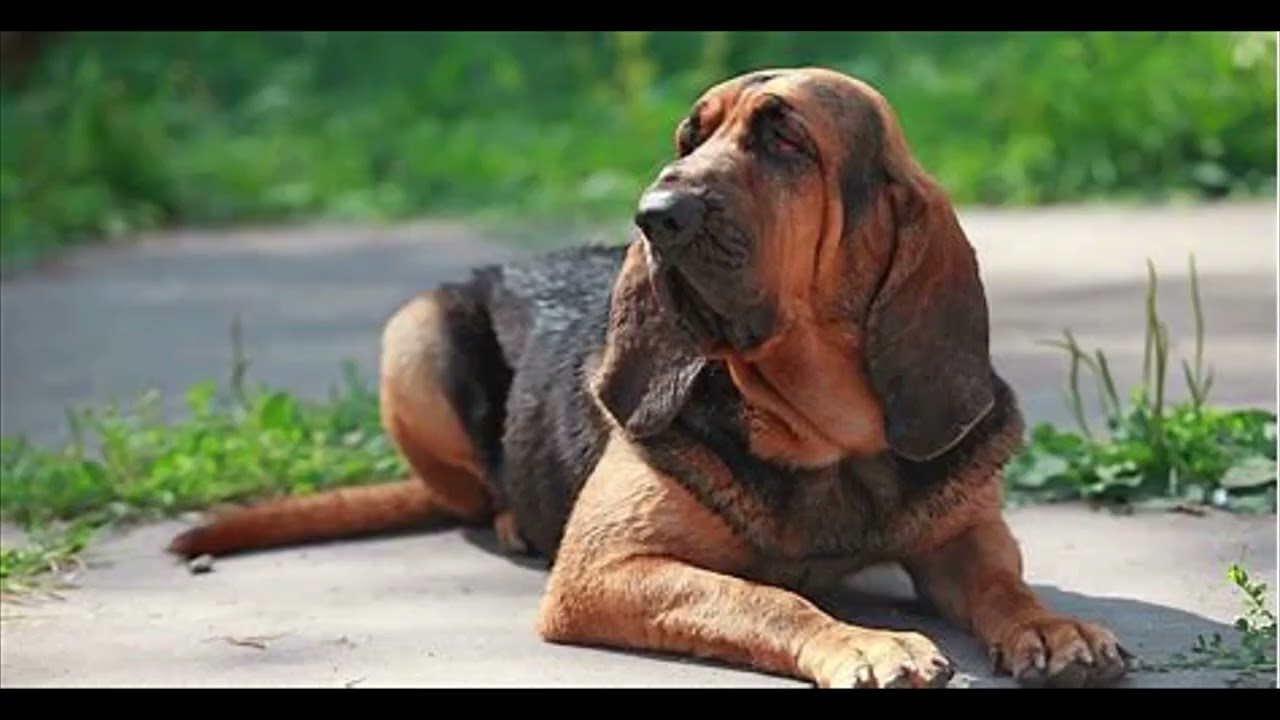 BLOODHOUND COPOIUL PUS PE URMELE LUI JACK SPINTECATORUL - YouTube