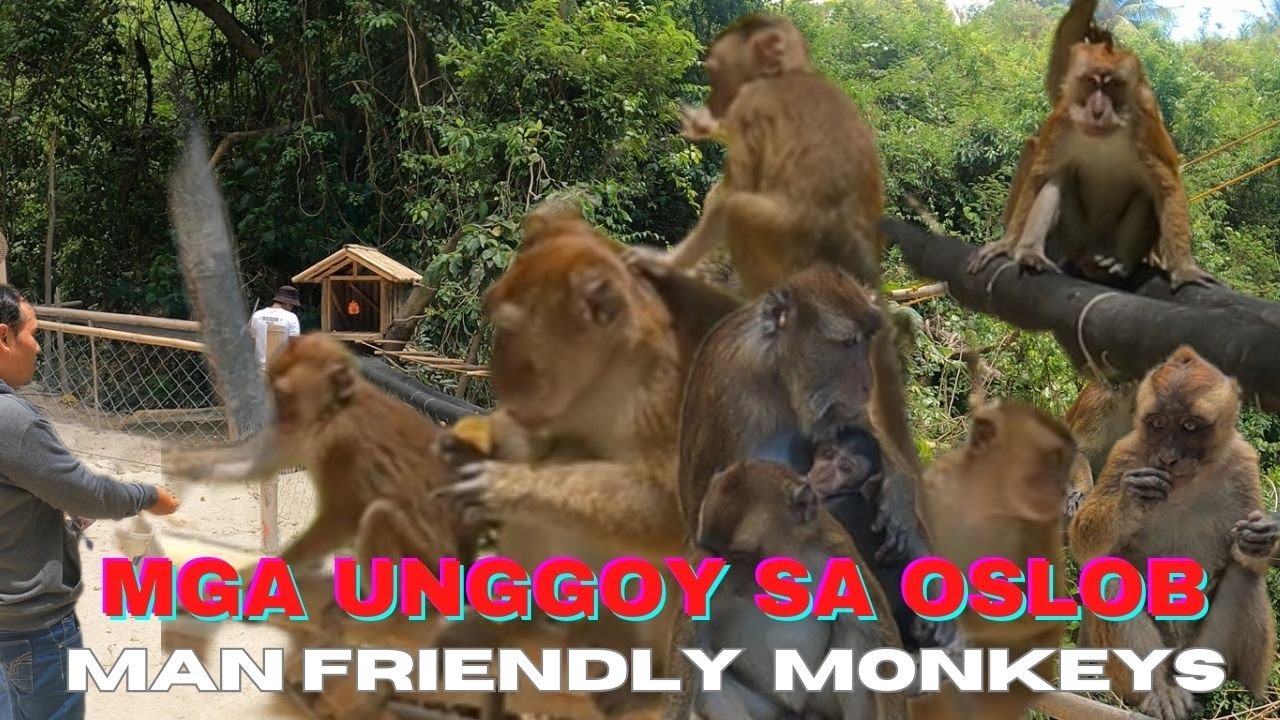 Man Friendly Monkeys In Oslob Cebu l Wild Monkey Viewing in Hagdan ...