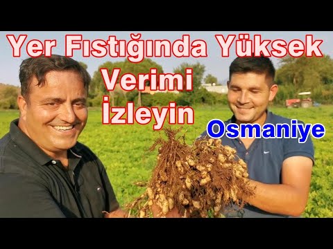 Yer Fıstığında Yüksek Verim için Gübreleme - Yerfıstığı Gübreleme Proğramı - Yer Fıstığı Gübresi