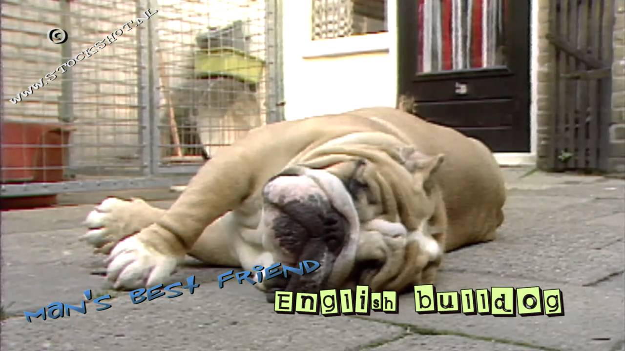 English bulldog - puppy love - YouTube