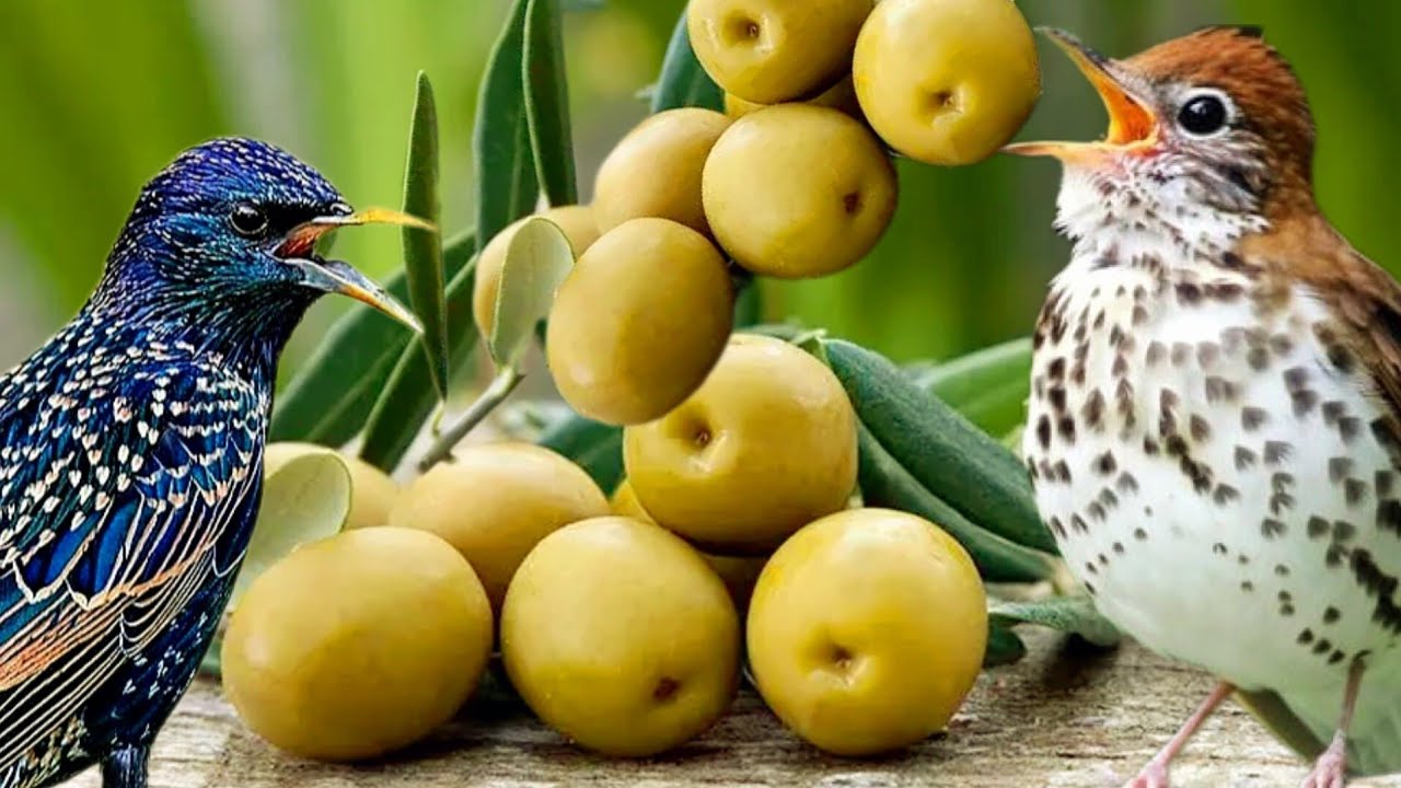 What Birds Eat Olives? (Birds List That Eat Olives) - YouTube