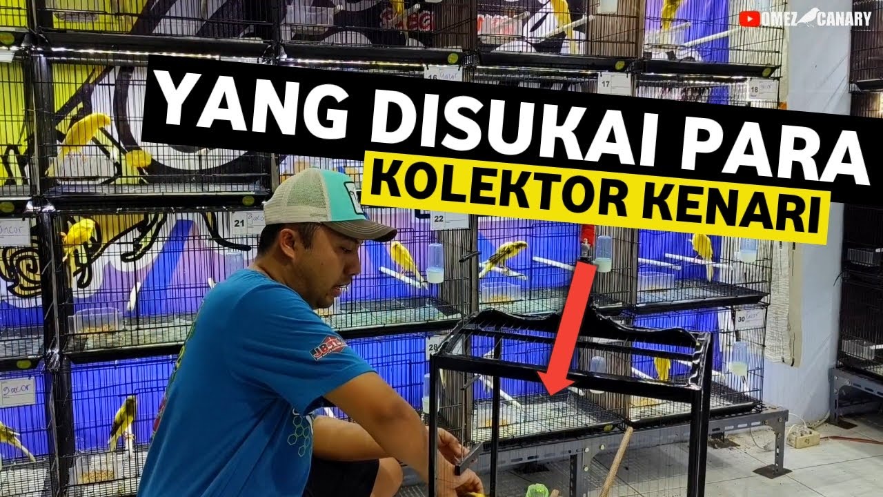 Wah dapet kenari Ekor hitam lagi | warna langka yg disukai kolektor ...