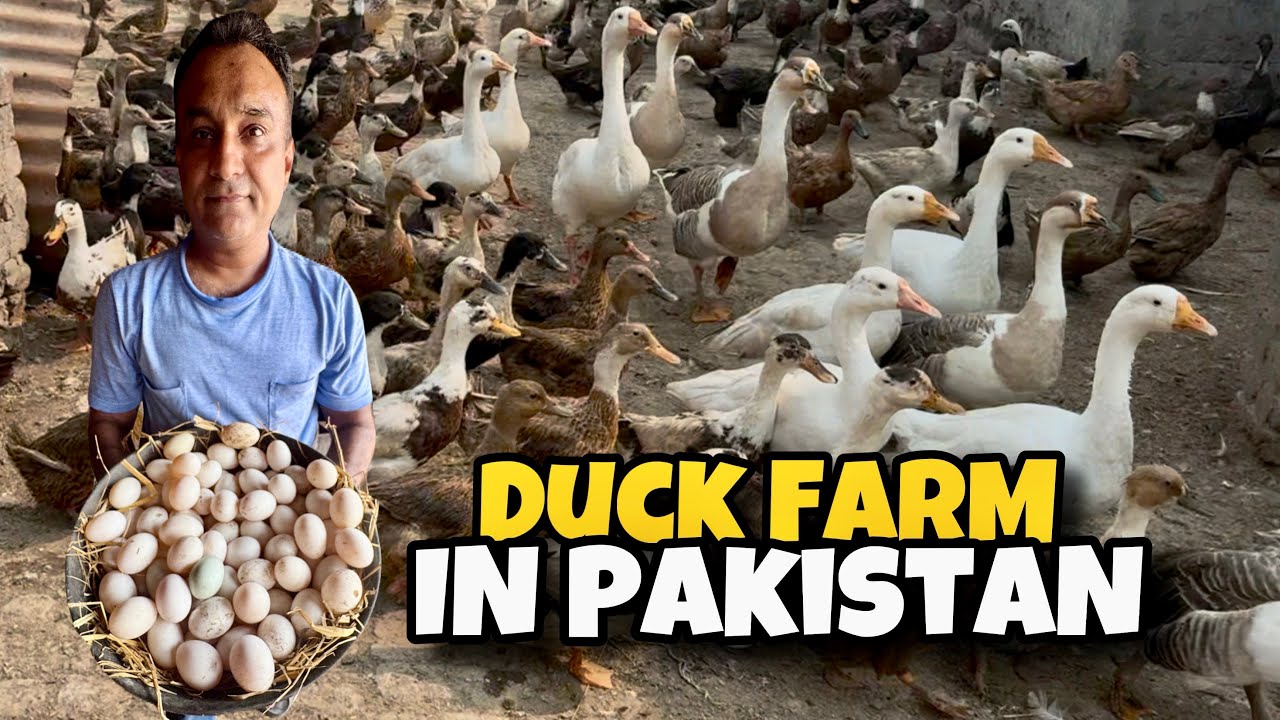 Duck Farming in Pakistan | Desi Duck Farming | Ducks Eggs For Sale ...