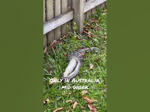 Carpet python eating a possum 😬 - YouTube