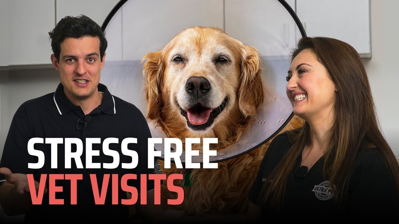 You Can Have Stress-Free Vet Visits - YouTube
