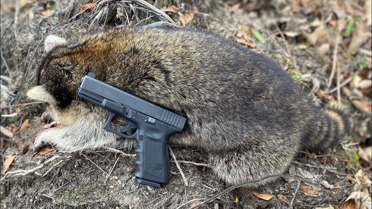 RACCOON TRAPPING (BIG COON CAUGHT!!) - YouTube