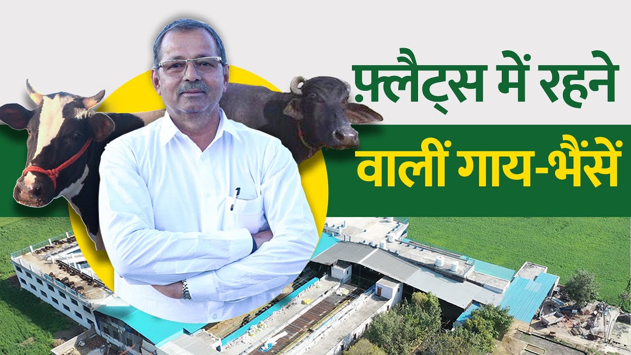 कमाल की 3 मंजिला डेयरी फार्म। कैसे करें डेयरी फ़ार्मिंग? Multi Storey ...