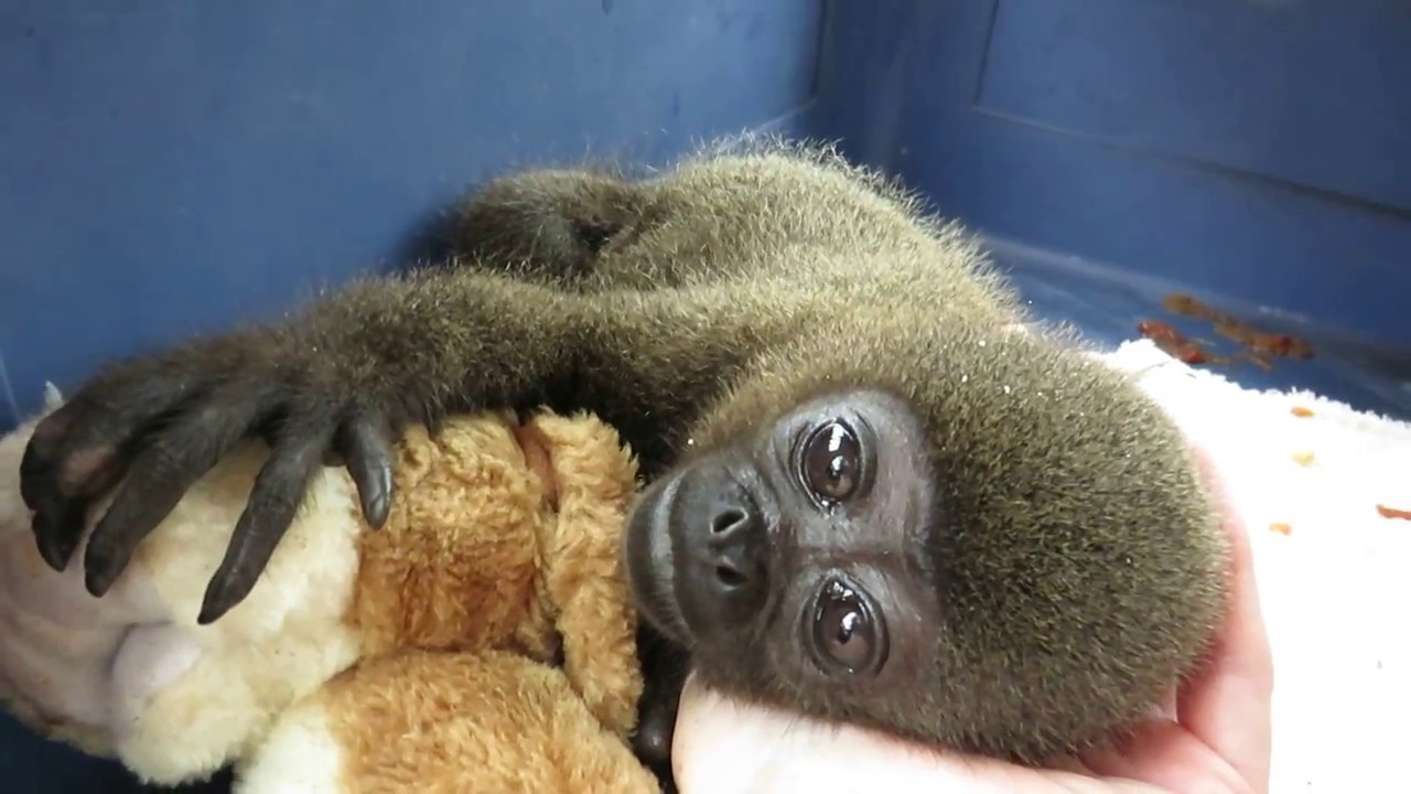 Rescued baby Woolly Monkey starting to trust me - YouTube