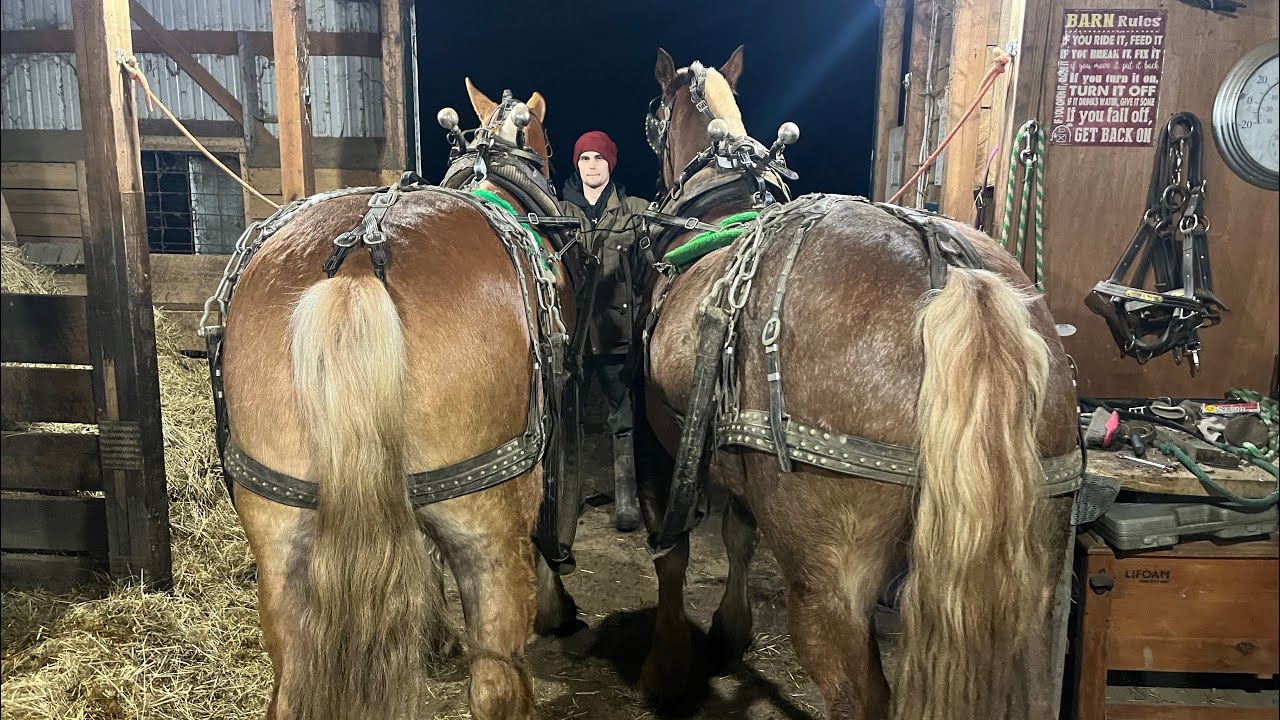 Starting to train a young Belgian. - YouTube