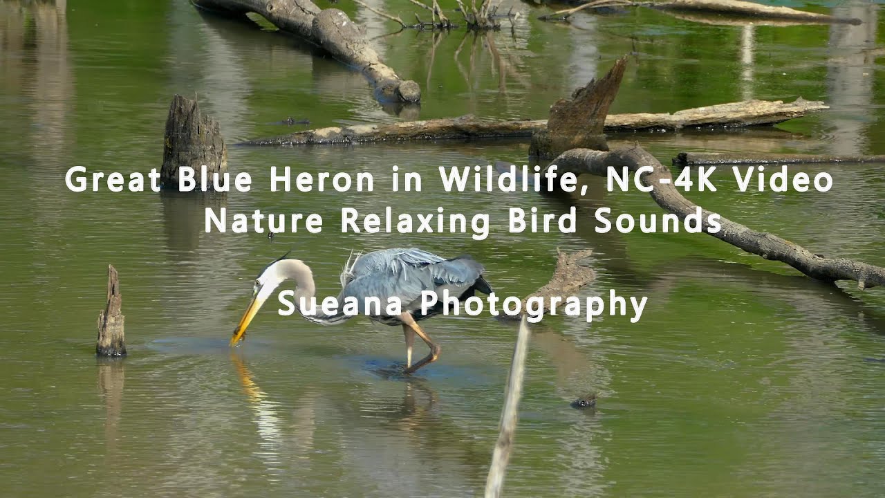 Great Blue Heron in Wildlife-4K Video-Nature Relaxing Bird Sounds - YouTube