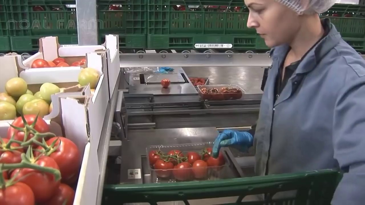 Amazing Greenhouse Tomatoes Farming Greenhouse Modern Agriculture ...