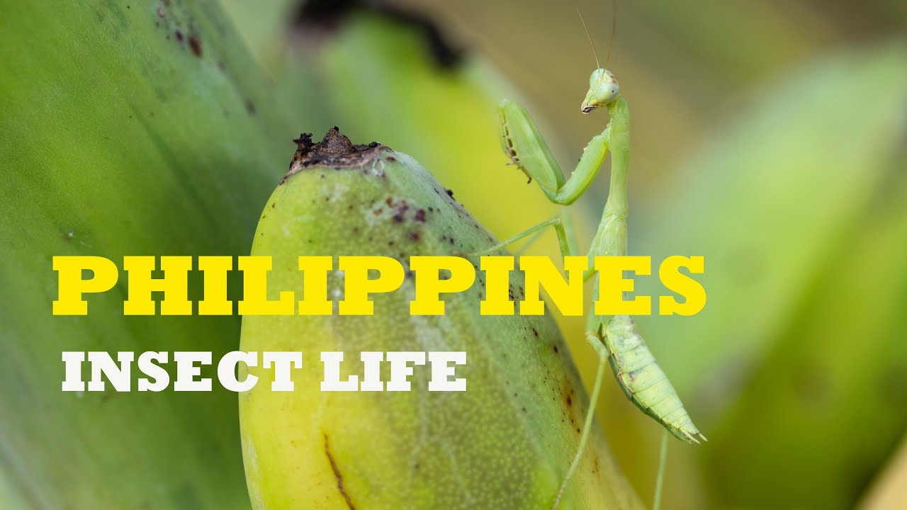 PHILIPPINES, INSECT LIFE ALONG A MOUNTAIN CREEK - YouTube