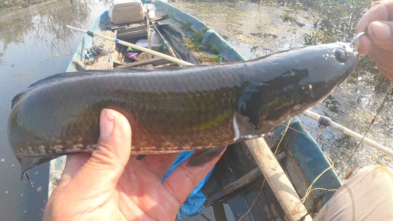 Caching a big black snakehead fish with fishing line - YouTube
