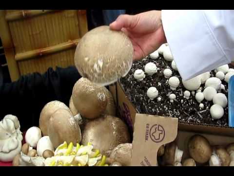 Kitchen Pride Mushroom Farms - YouTube