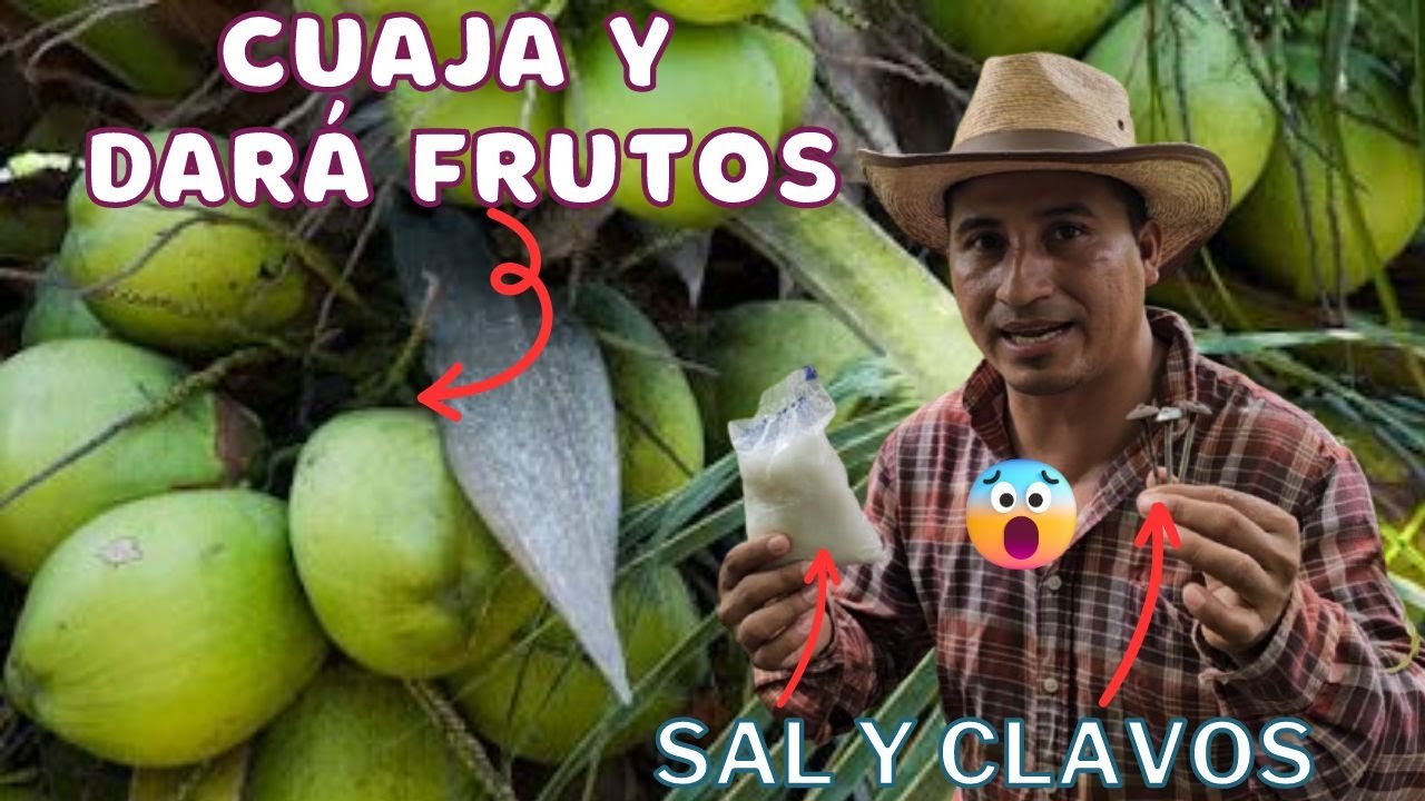 ¿Tu PALMA de COCO NO PRODUCE o Bota los Frutos? 🌴🥥 ¡Aplica SAL y CAPA ...