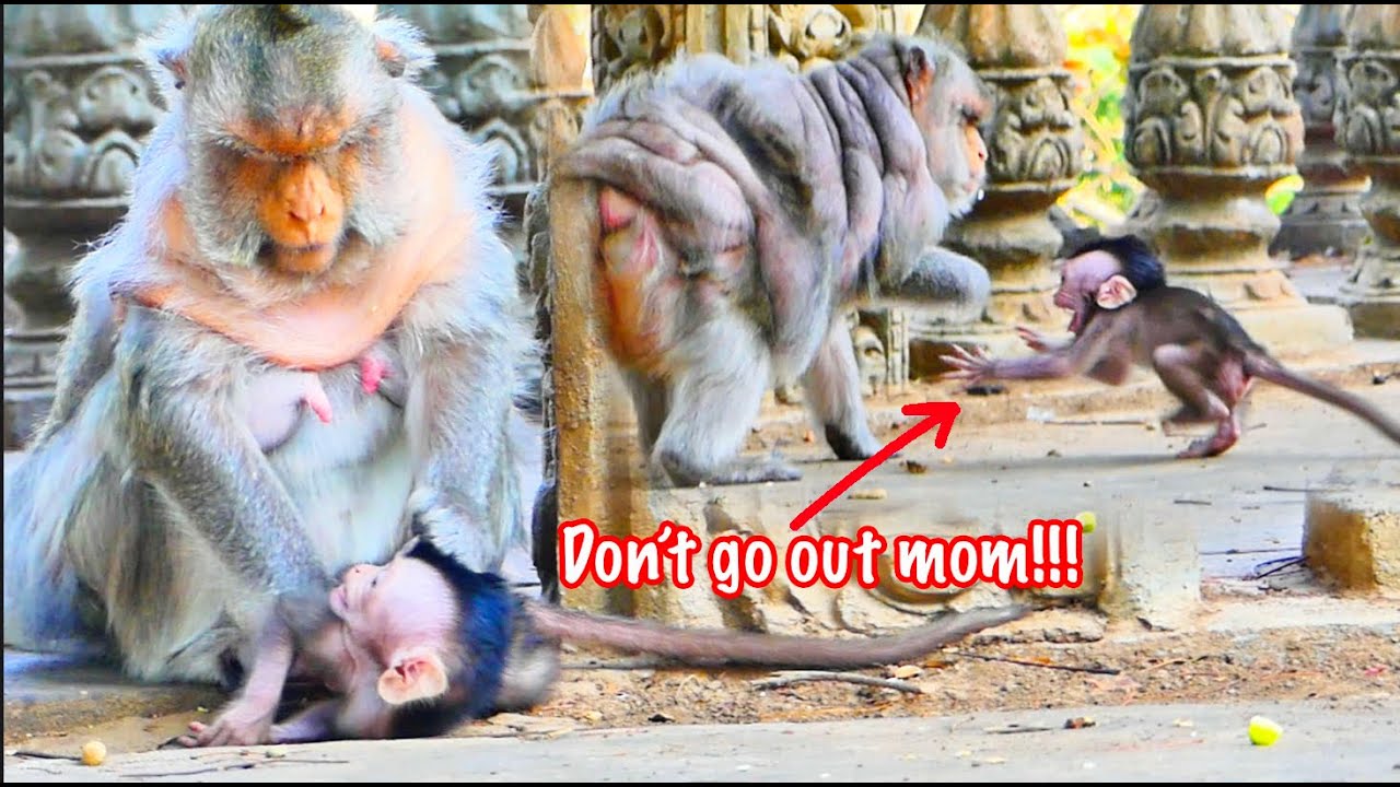 OMG..! Berry is very bored with her baby Berro. - YouTube