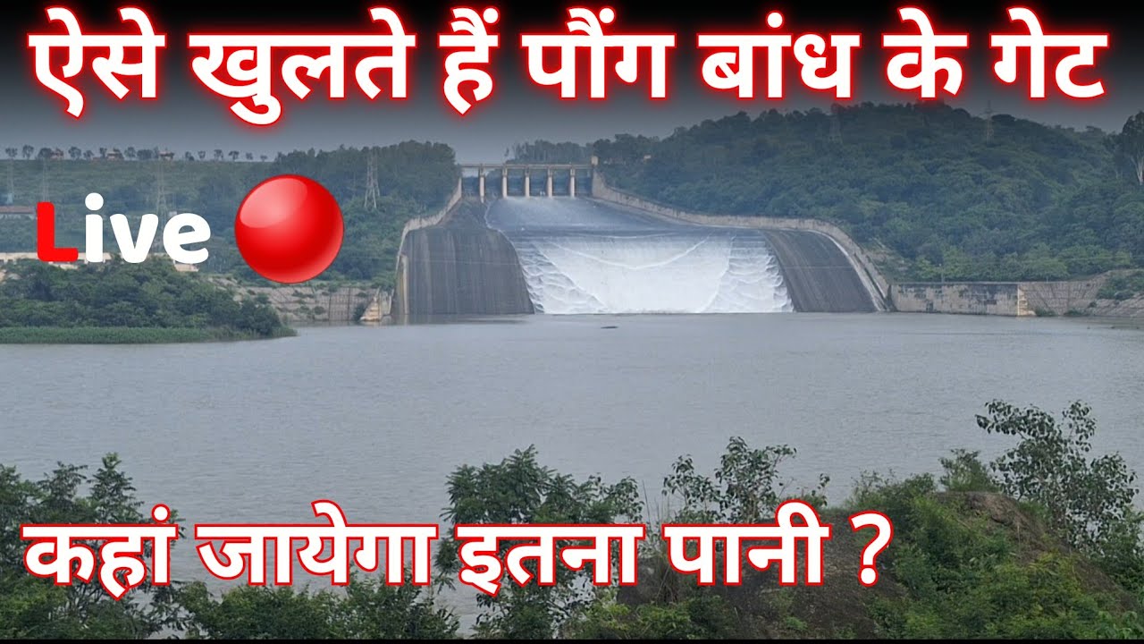 pong dam gates open || pong dam water level today 2023 live || pong dam ...
