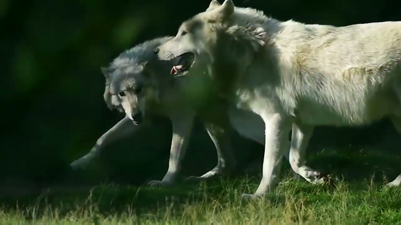 Wolf Mountain Nature Center in Smyrna, N Y - YouTube