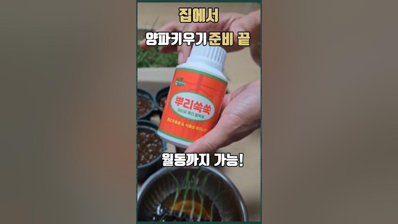 집에서 양파키우는 방법 양파키우기 뿌리쑥쑥 베란다양파 화분양파 잘키우는 팁 Youtube