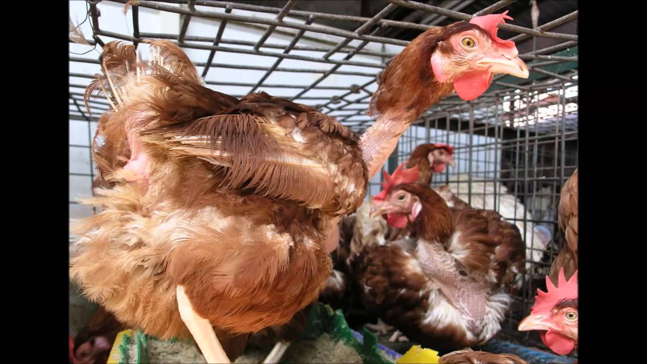 Factory farming video - YouTube