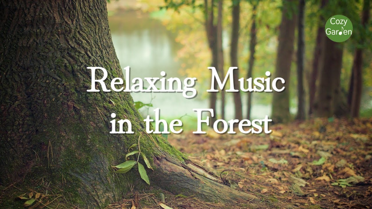 Relaxing Music in the Forest 🎵 힐링을 찾아 떠나는 숲속 여행 🎵 - YouTube