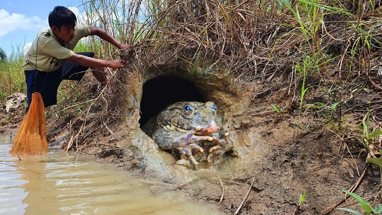 Wow! Amazing Fishing Catch lots Of Big Frogs Near the canal,Underground ...