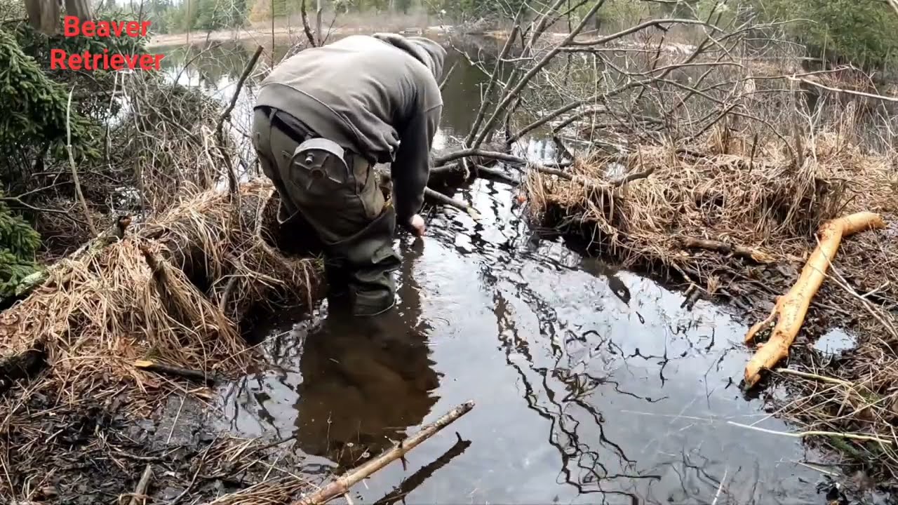 2024 Spring Beaver Trapline🦫 part 1/3 - YouTube