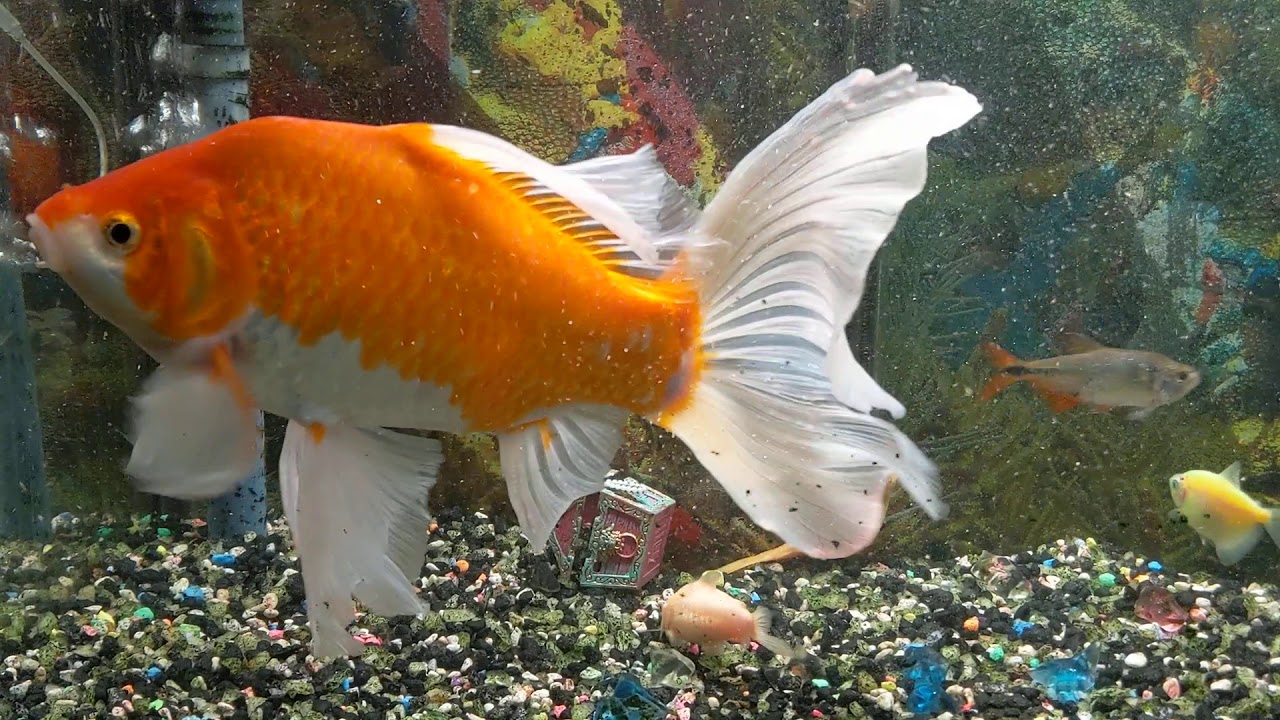 My Little Monsters- Aquarium fish - " Savage" Giant Gold Fish - Feeding ...