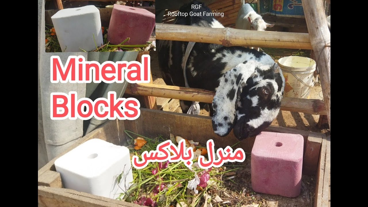 Mineral blocks for goats || Rooftop Goat Farming - YouTube