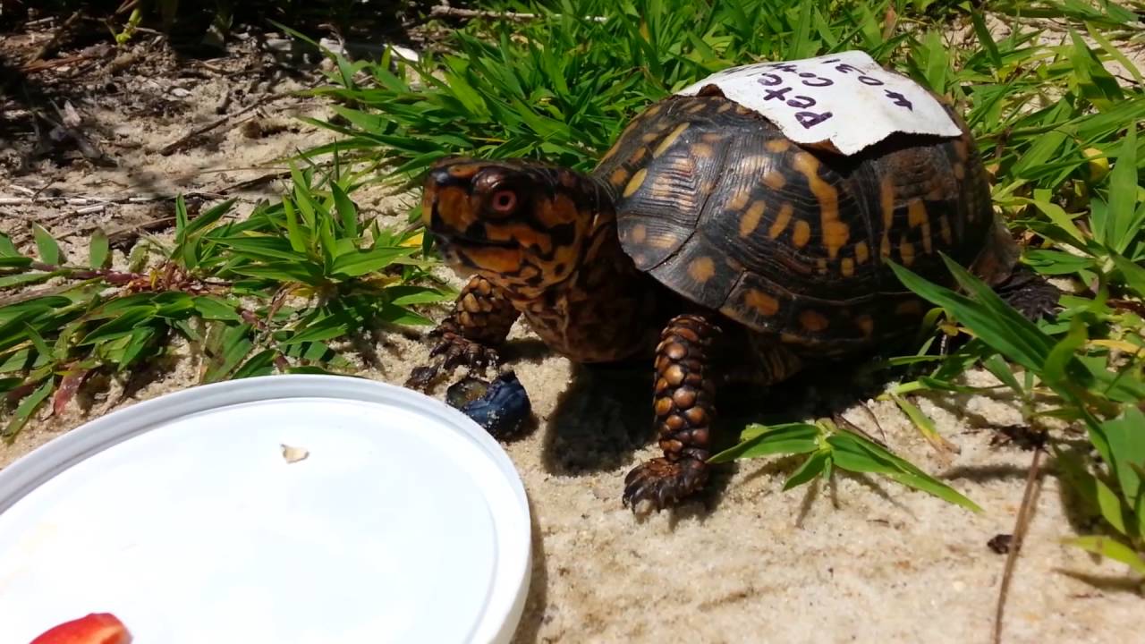 Eastern box turtle feeding time - YouTube