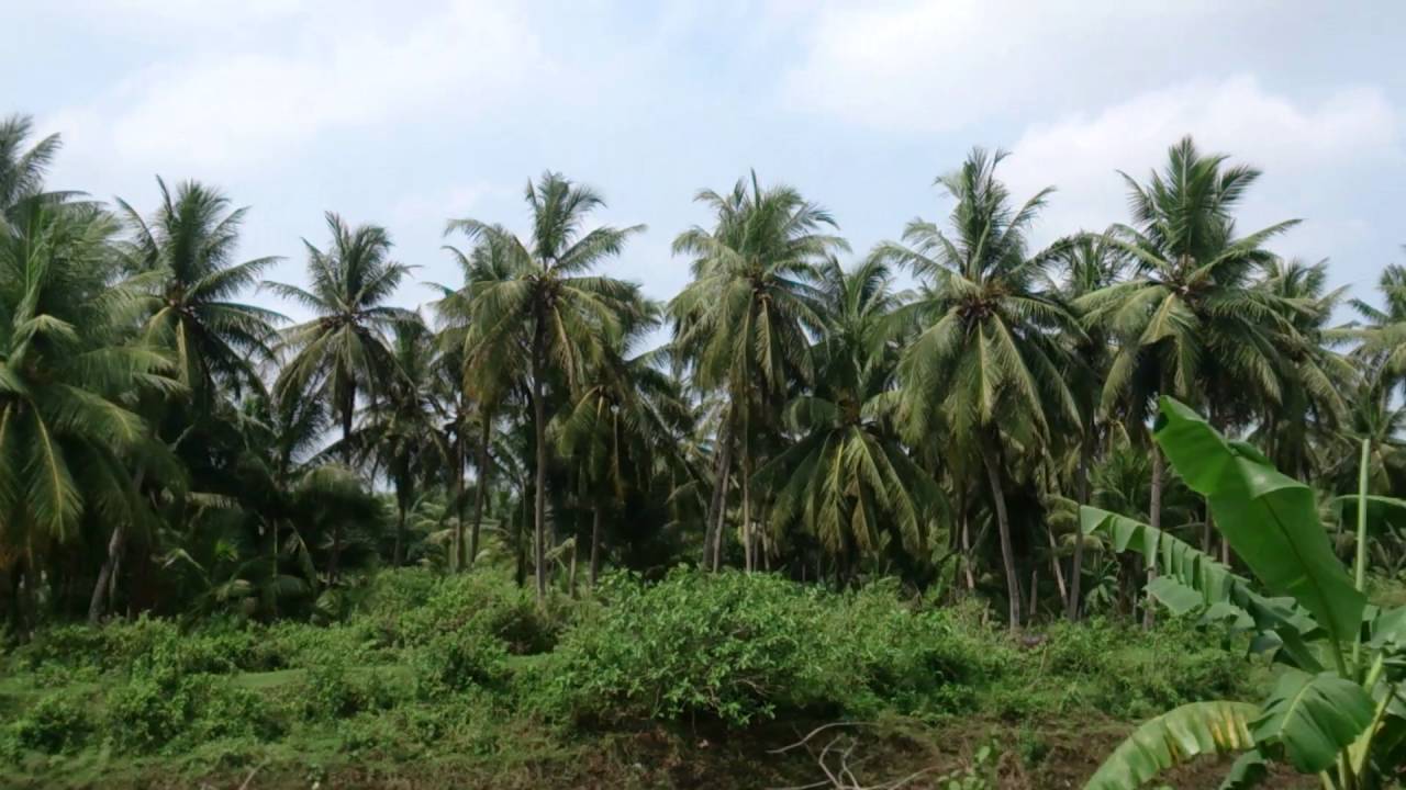 Ravulapalem - Amalapuram Road - YouTube