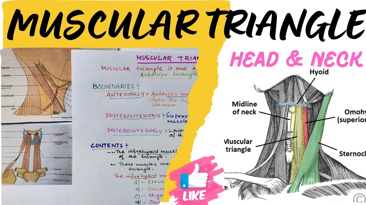 MUSCULAR TRIANGLE/HEAD AND NECK ANATOMY#humananatomy #medicalstudents ...