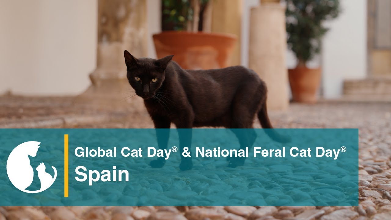 Cats Are Community™ in Spain - YouTube