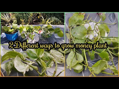 2 ways to grow money plant from single leaf very easy / Humaira ...