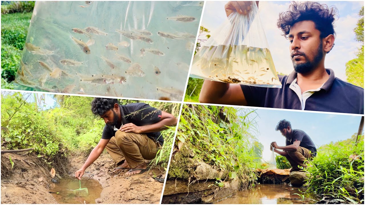 වතුර වලේ හිරවෙලා හිටපු මාළුන්ට මම කරපු දේ.😌The fish was caught and put ...