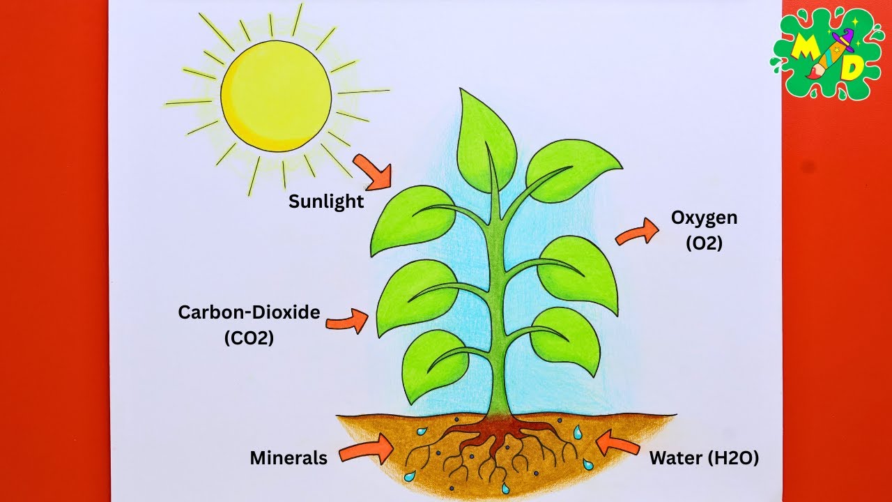 Photosynthesis Made Easy: Step-by-Step Drawing Guide || How to Draw ...