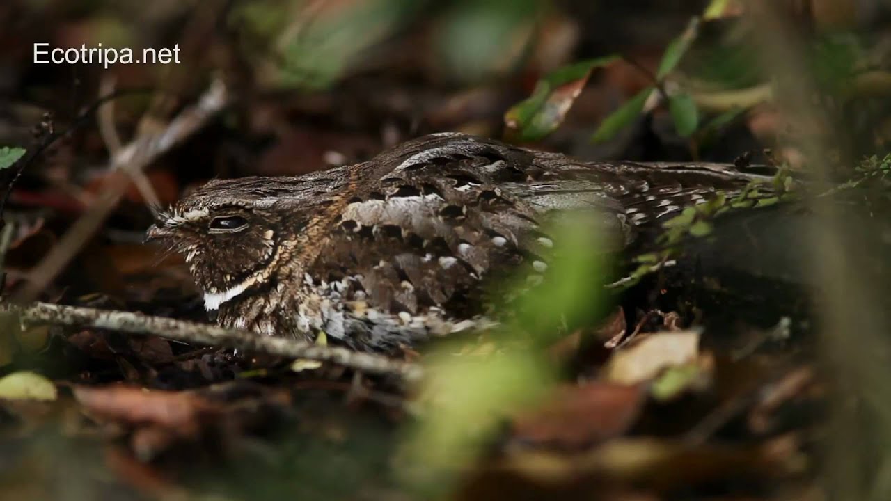 Torico (Siphonorhis brewsteri) Least Poorwill - YouTube