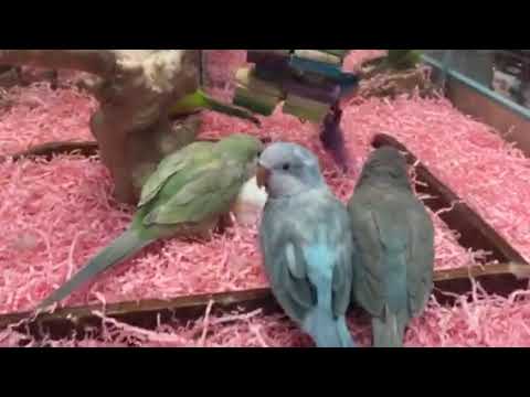 Rare Colored Quaker Parrots - YouTube