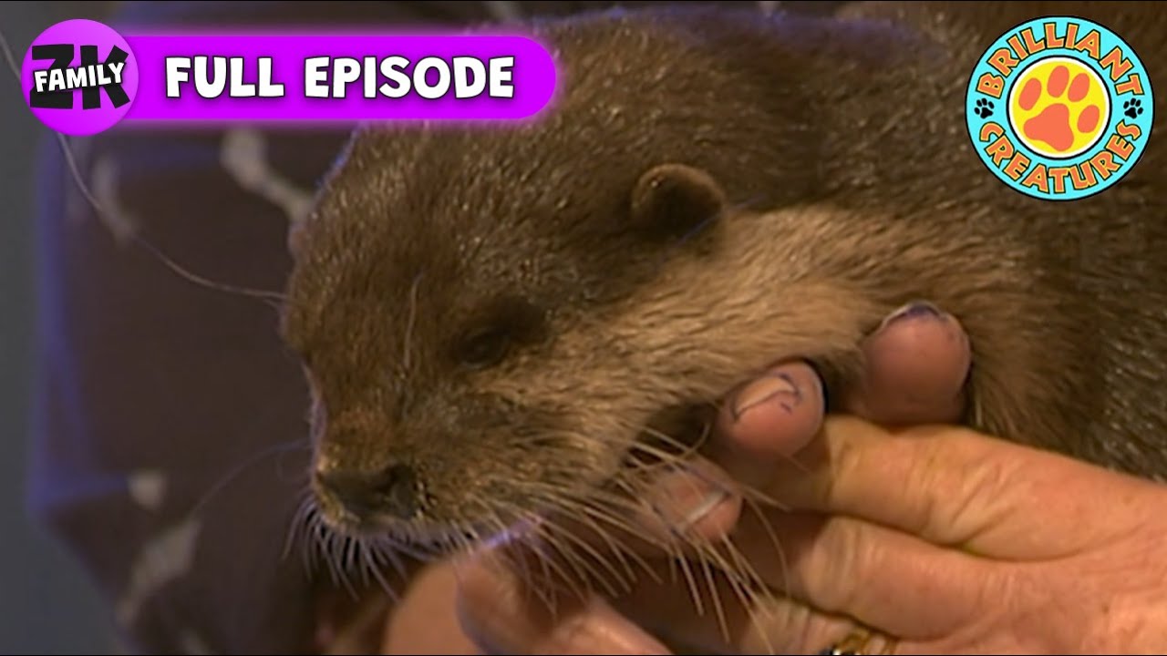 Brilliant Creatures | Full Episode | Season 6, Episode 9 | ZeeKay ...