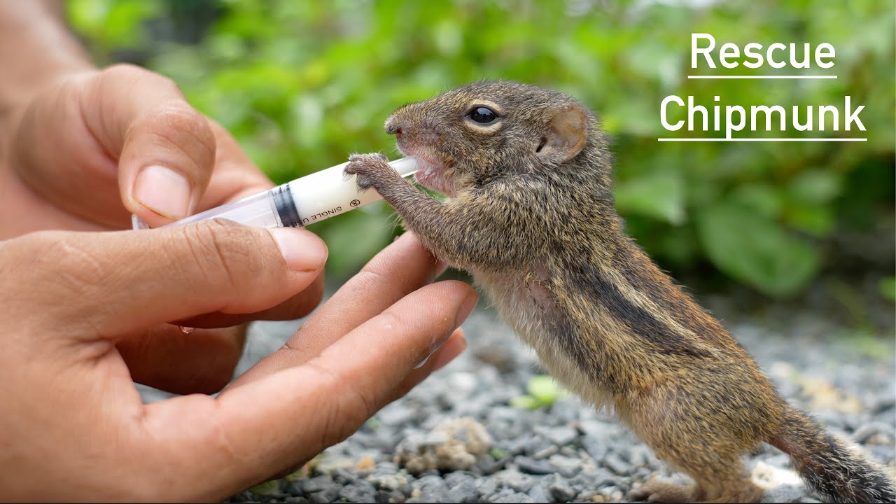 Tiny Life Saved! Feeding an Orphaned Chipmunk 🐿 ️" Moly's Rescue - YouTube