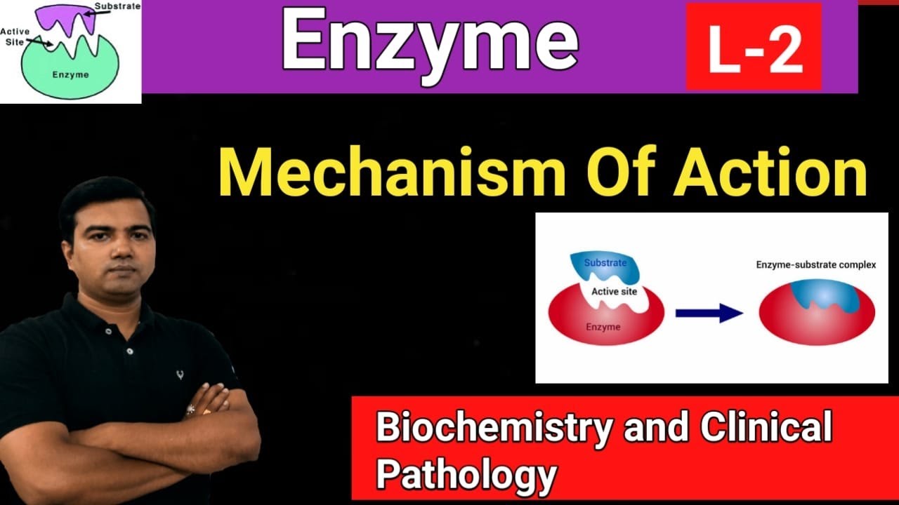 Enzyme (L-2) Mechanism Of Action - YouTube