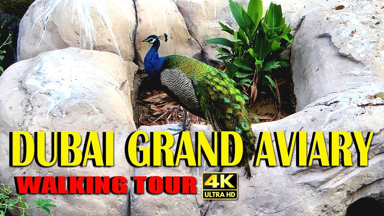 DUBAI GRAND AVIARY WALKING TOUR IN 4K - YouTube