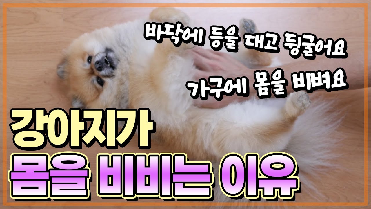 강아지가 바닦에 몸을 비비는 이유 Youtube