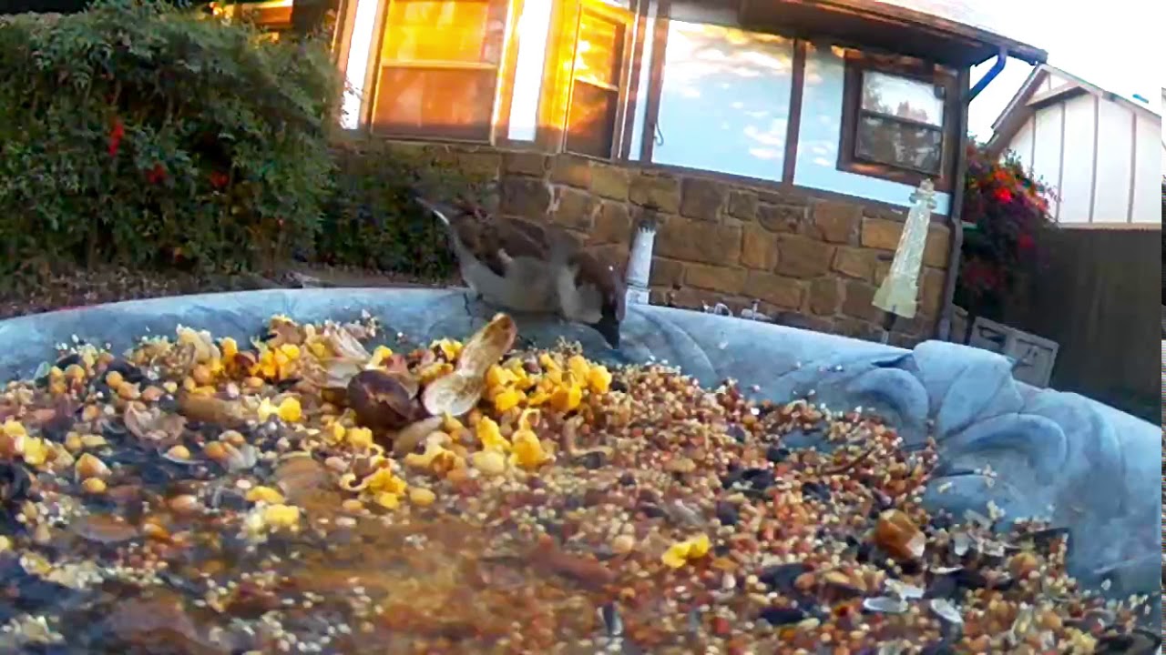 Tulsa Wildlife in order 12 20 2020 - YouTube