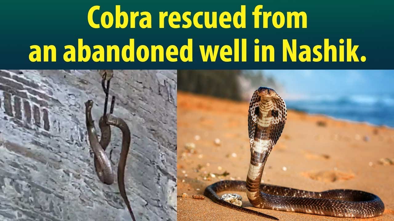 People in difference of opinion over the rescue of cobra…why? - YouTube