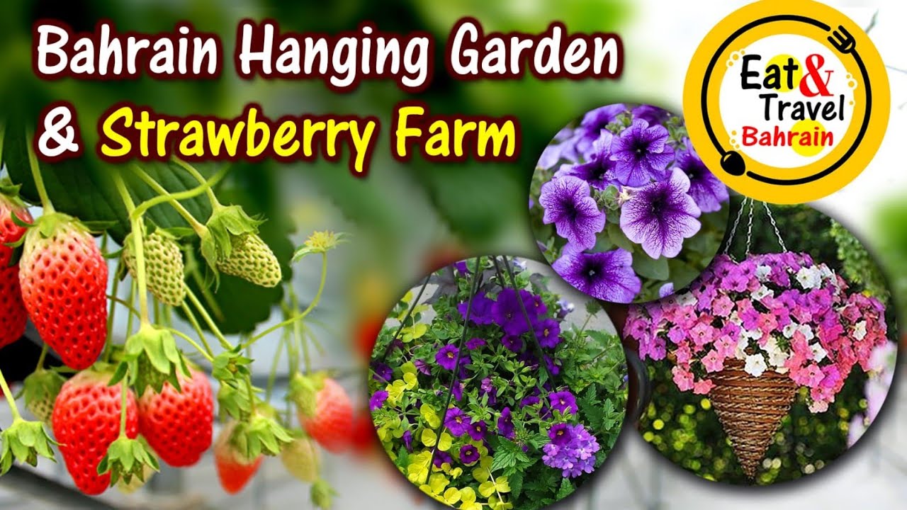 Bahrain Hanging Garden| Bahrain Strawberry Farm Malkiya - YouTube