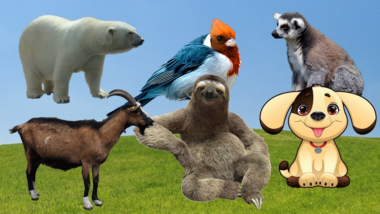 Animal sounds The most calming noises made by different animals #cow # ...