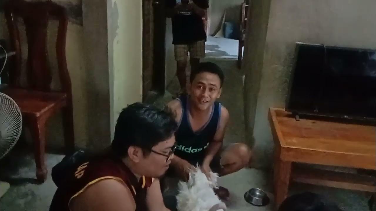 LUYAN MAPANDAN PANGASINAN STUD SESSION HOME SERVICE STUD SHIH TZU - YouTube