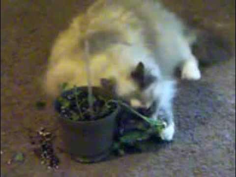 Cat Getting Leisurely Stoned on a Fresh Catnip Plant - YouTube