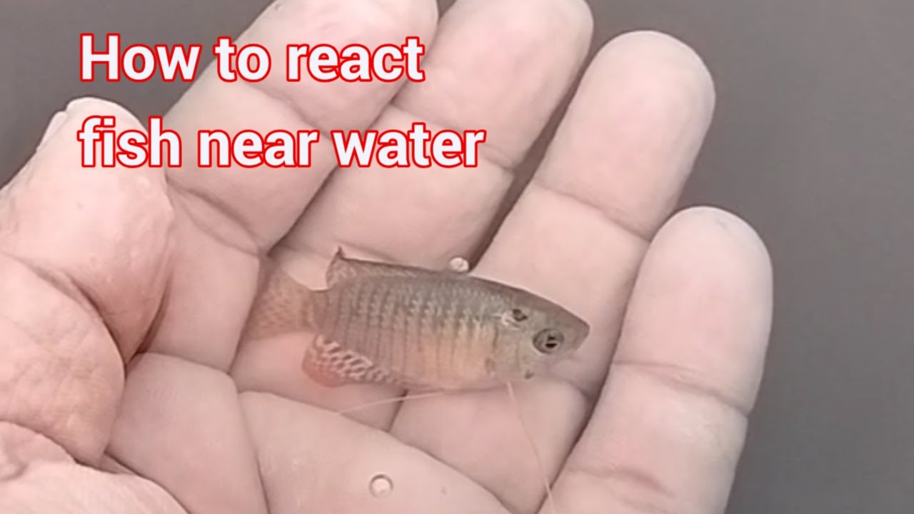 Fish reaction near water || paani ke pas jane par machhali ka pahla ...